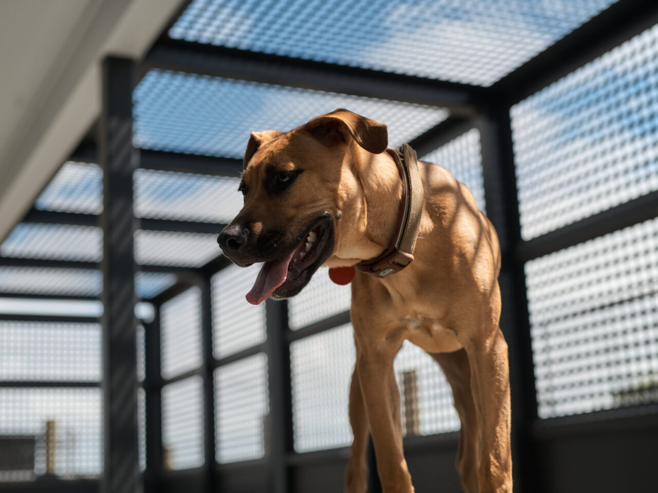 Pet Refuge - Berrymans Property Management